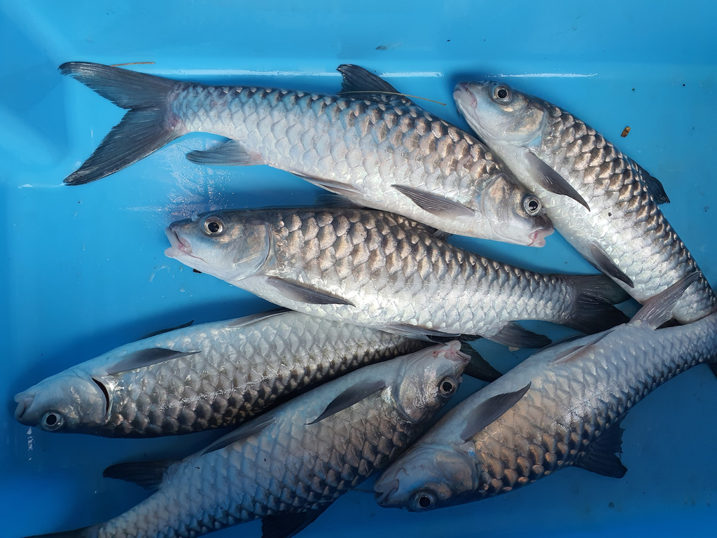 Explanation of the lesson Glimpses of India — II. Coorg — lesson ...