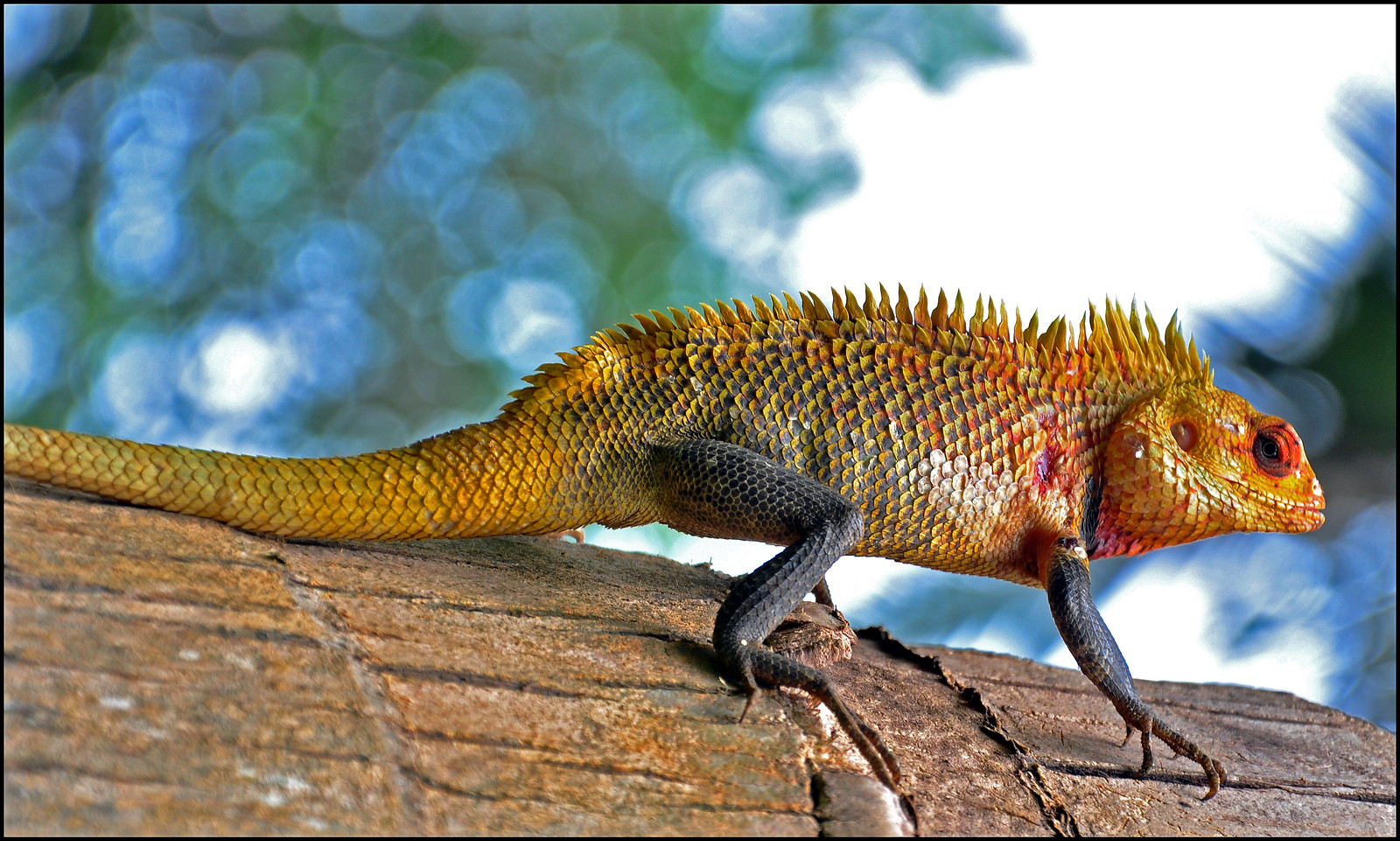 Adaptations in lizards — lesson. Science State Board, Class 6.