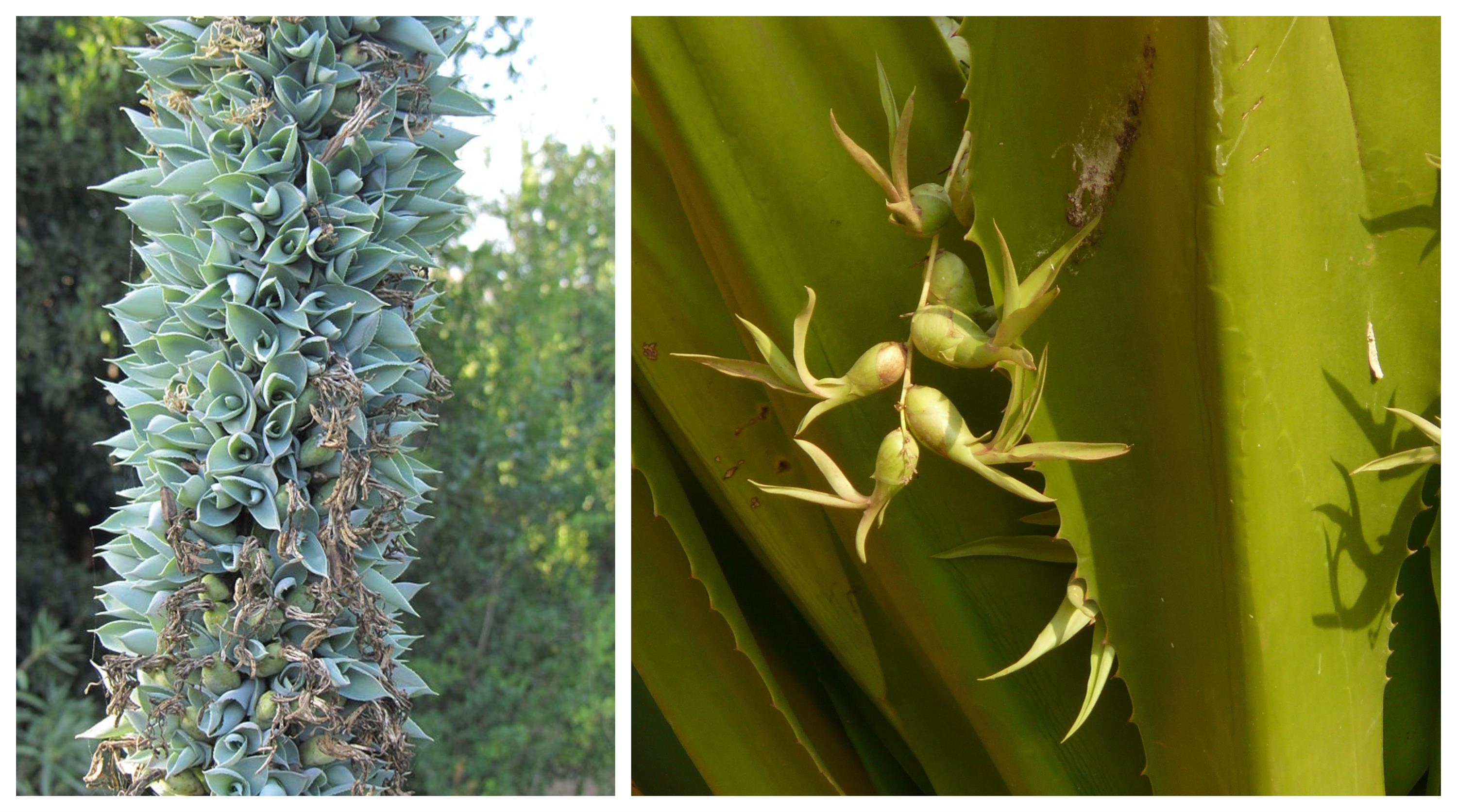 Subaerial Stem Leaf Modifications And Bulbils Lesson Science CBSE Subaerial Stem Leaf Modifications And Bulbils Lesson Science CBSE