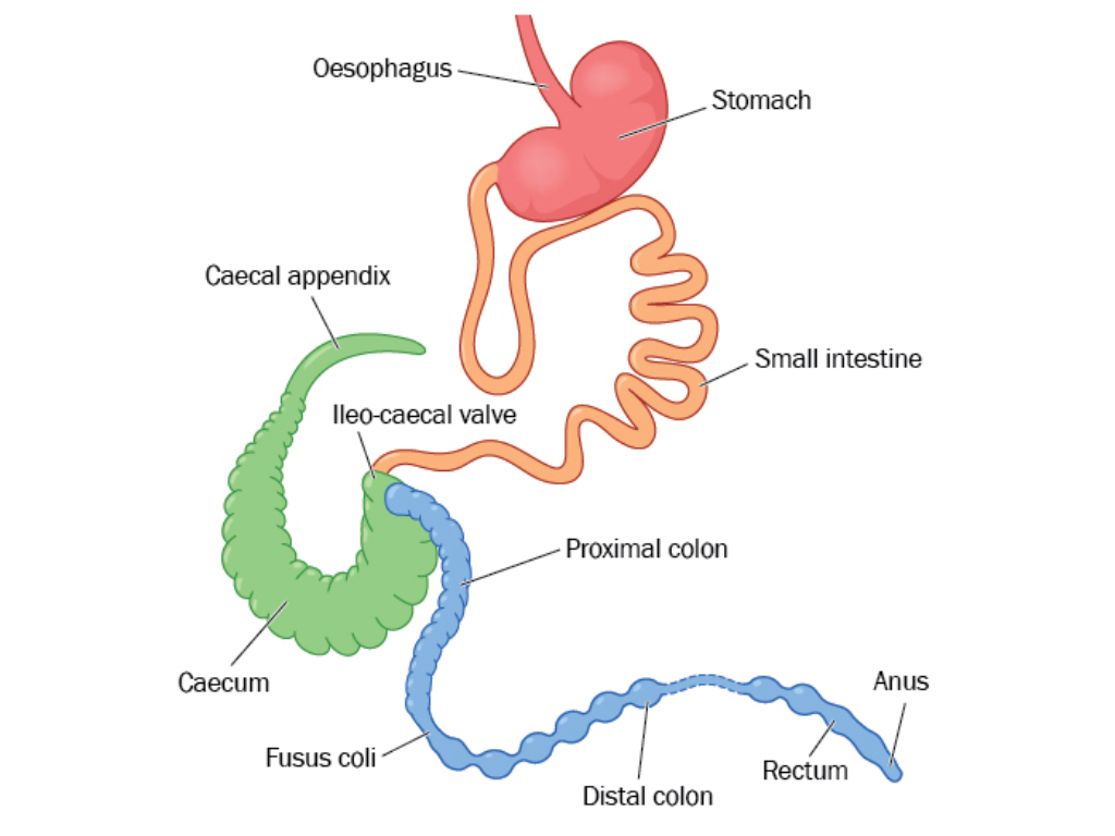 Digestion in herbivorous animals — lesson. Science CBSE, Class 7.