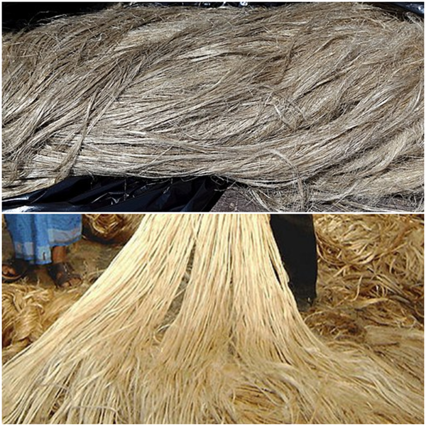 Fibre yielding plants — lesson. Science State Board, Class 6.