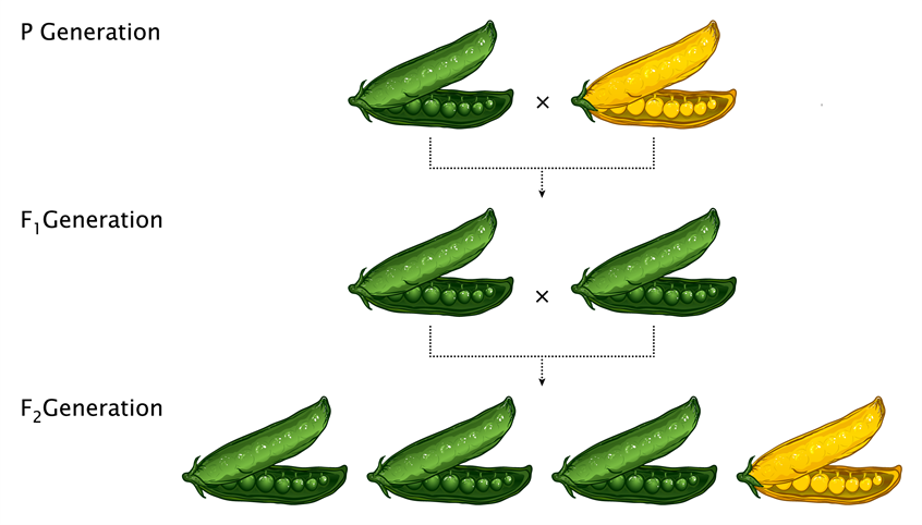 Monohybrid cross – Inheritance of one gene — lesson. Science CBSE, Class 10.
