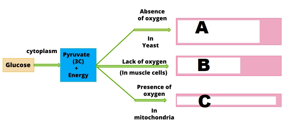 Long answer questions VIII — task. Science CBSE, Class 10.