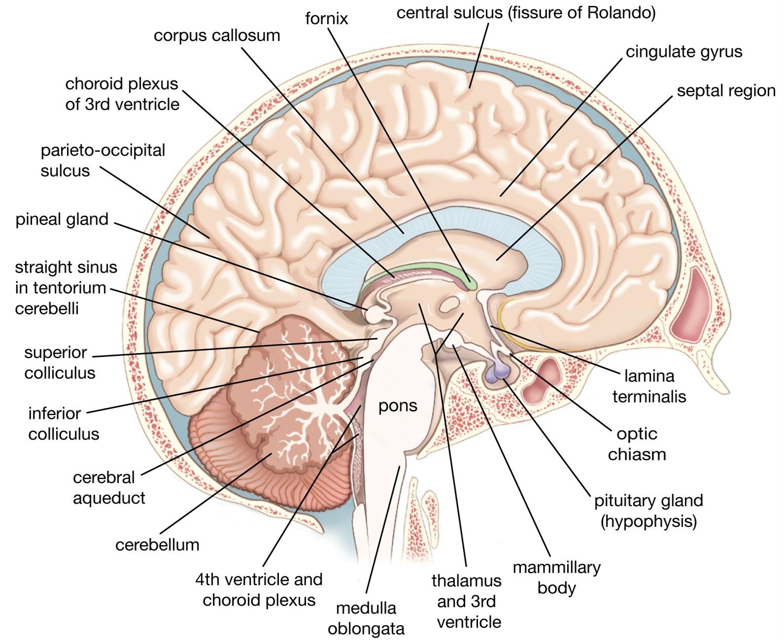 Human brain - Midbrain and hindbrain structure and function — lesson ...