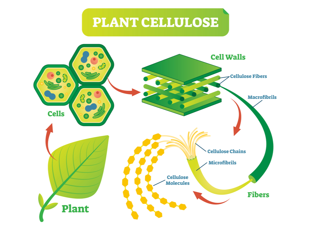 Cell wall — lesson. Science CBSE, Class 9.