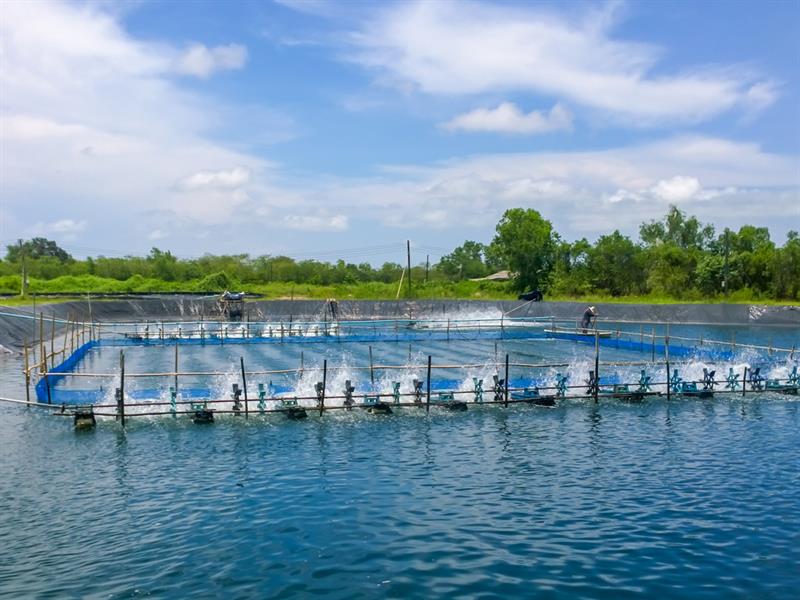 Ponds for fish culture — lesson. Science State Board, Class 9.