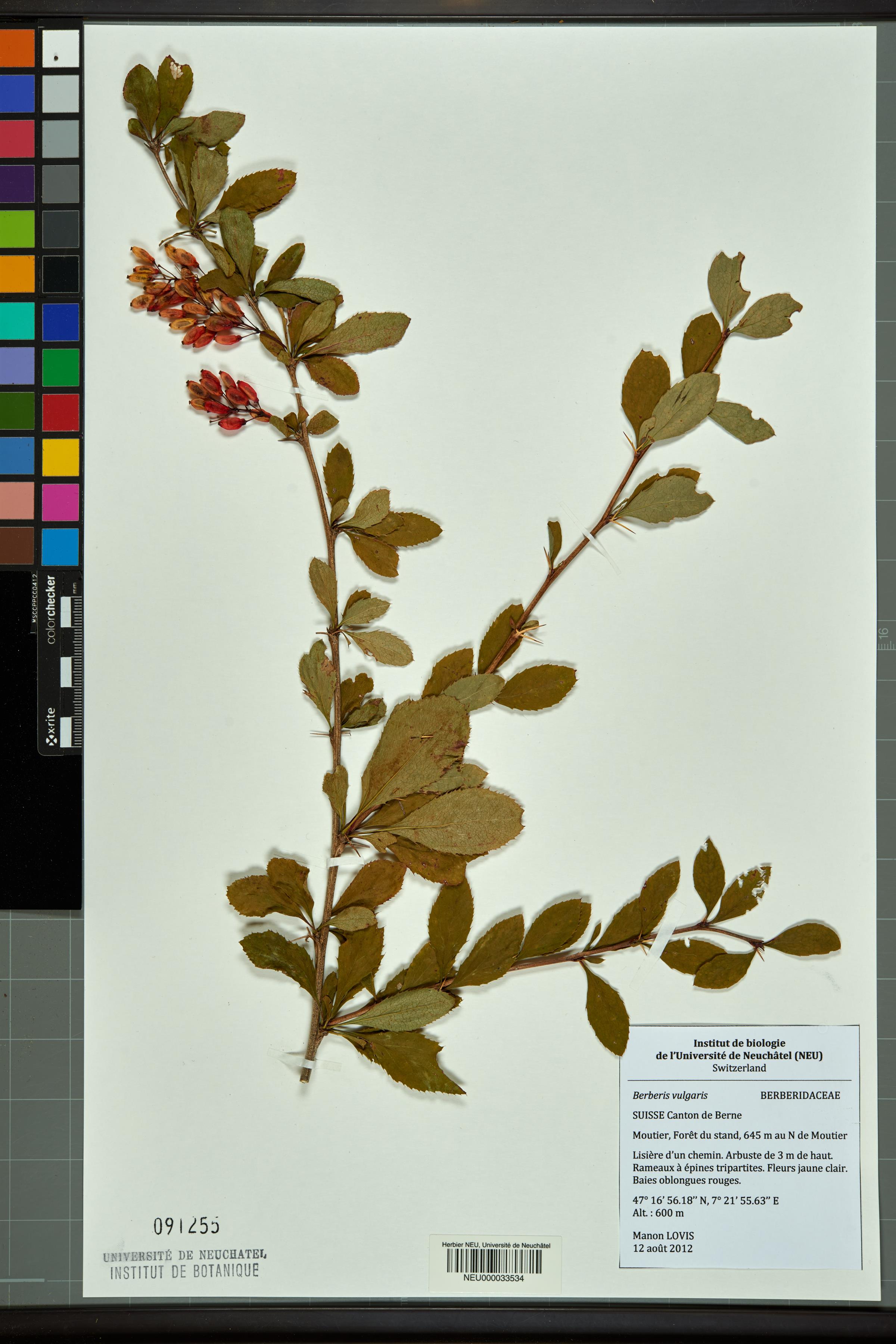 Taxonomy and classification — lesson. Science State Board, Class 8.