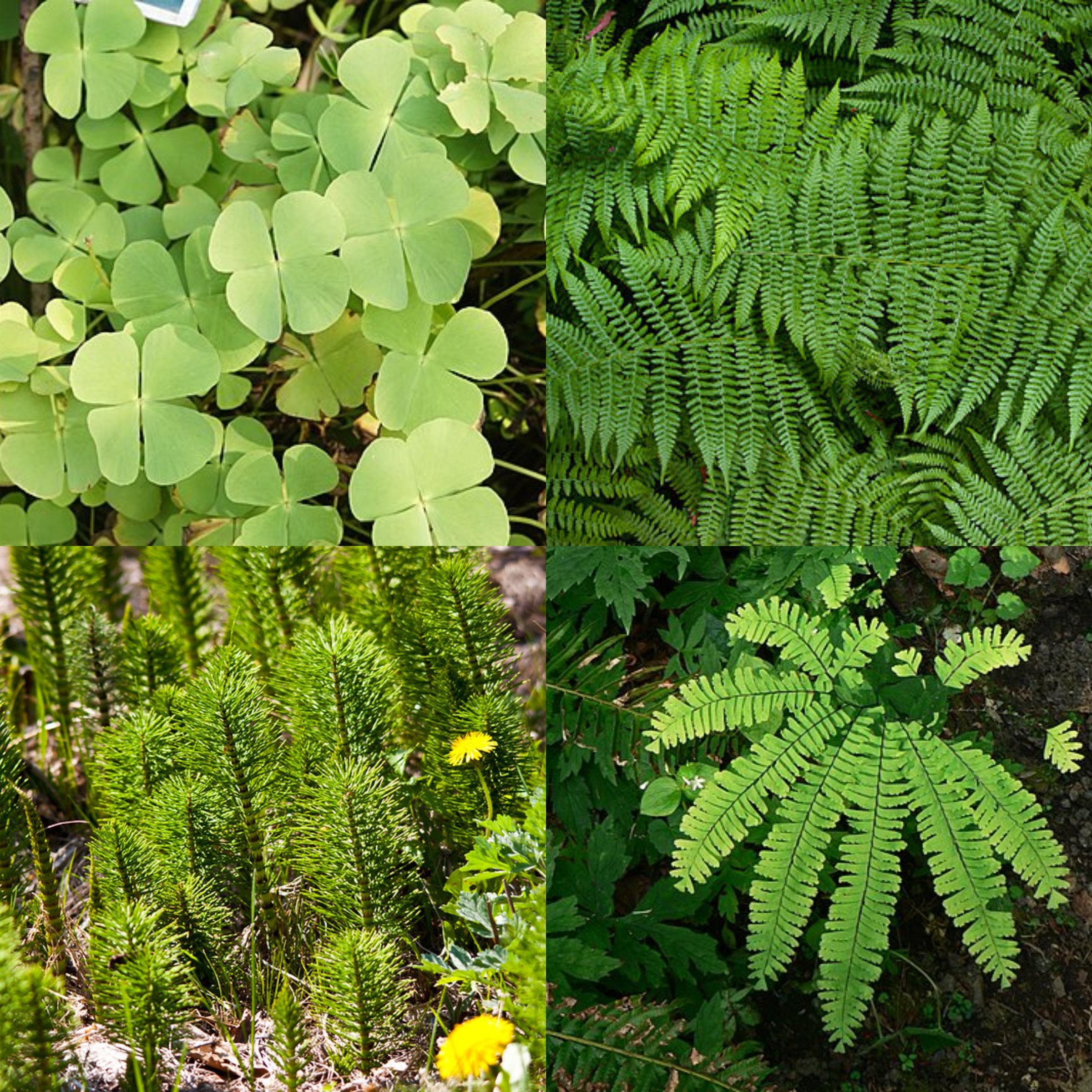 Non-flowering plants — lesson. Science State Board, Class 7.