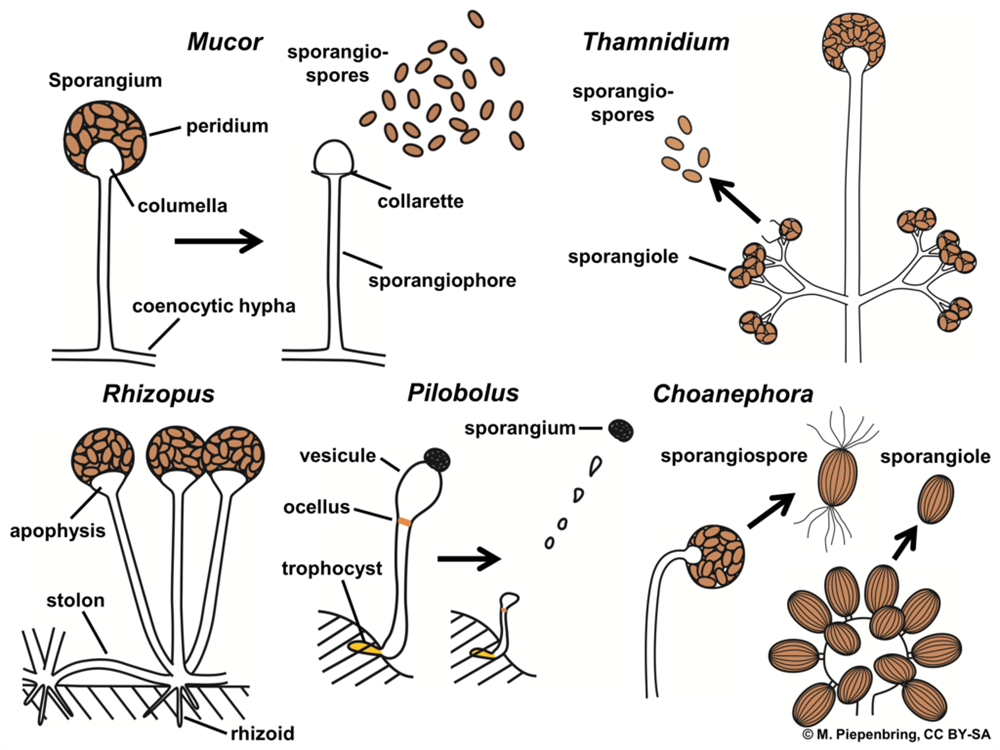 Reproduction by spores — lesson. Science CBSE, Class 10.