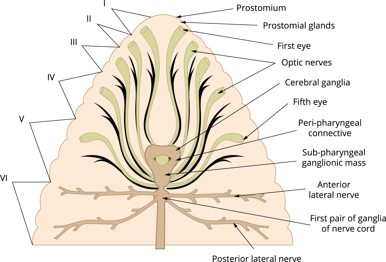 Organ systems of leech — lesson. Science State Board, Class 10.