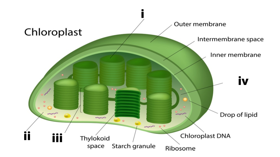 Parts and their associated characteristics of chloroplast — task ...