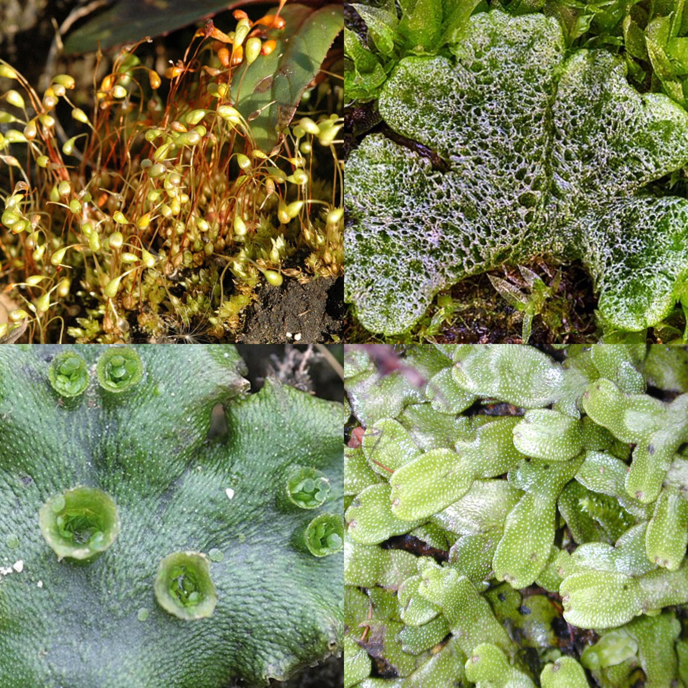 Non-flowering plants — lesson. Science State Board, Class 7.