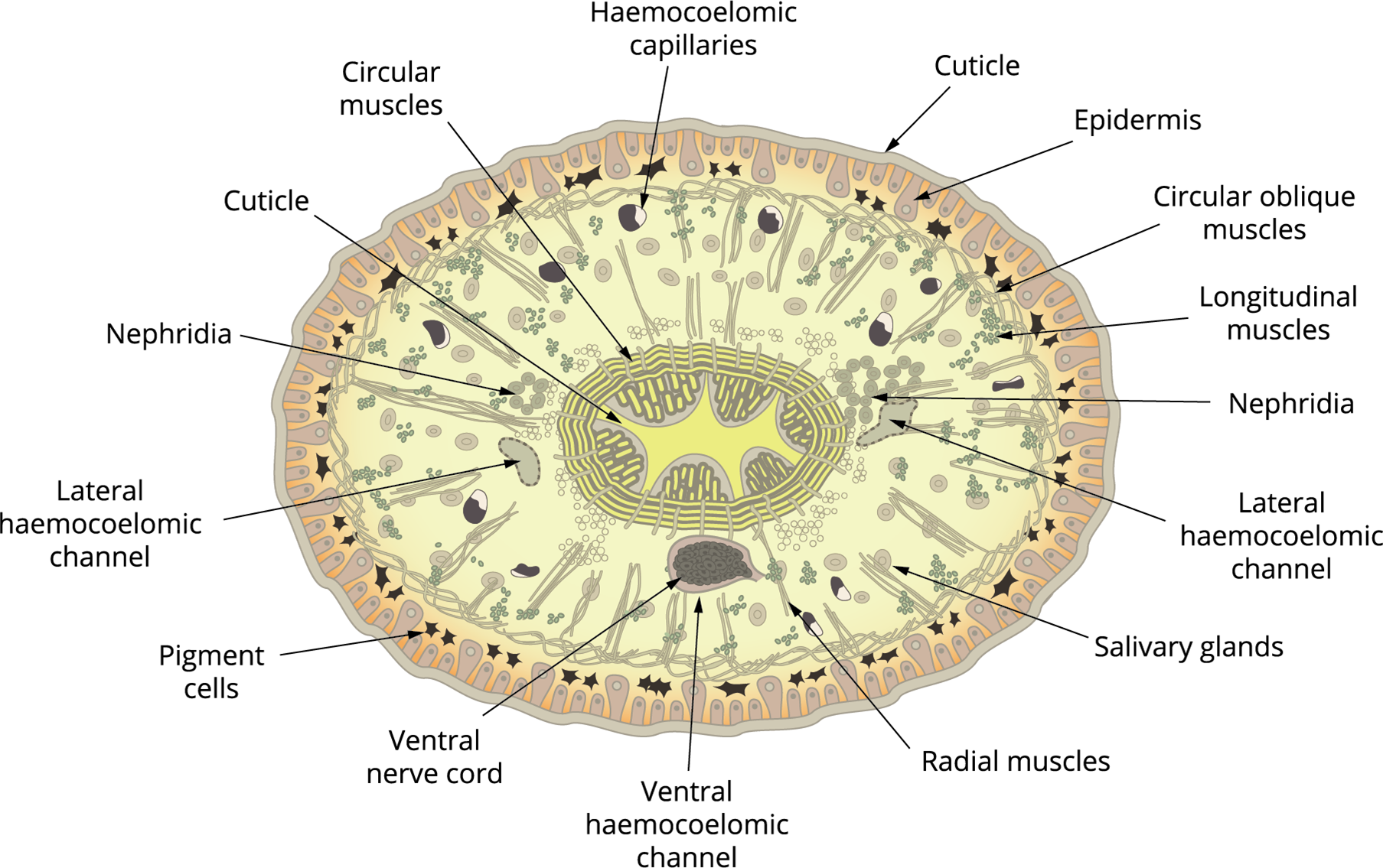 Digestive system of leech — lesson. Science State Board, Class 10.
