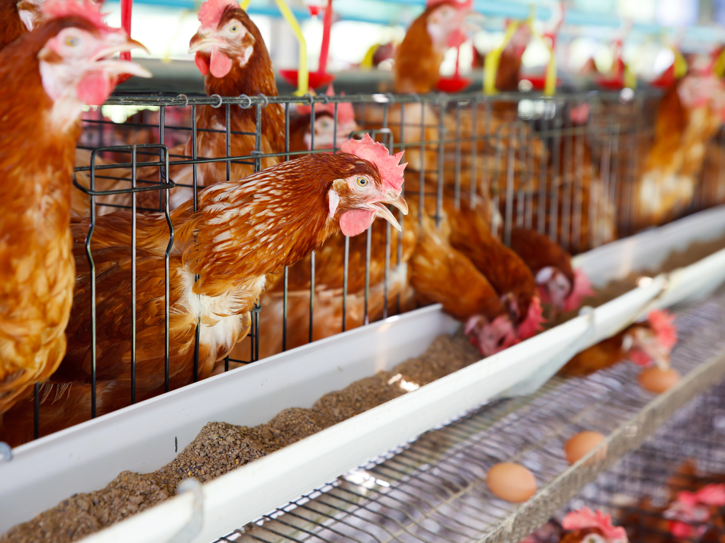 Farming of poultry — lesson. Science CBSE, Class 9.