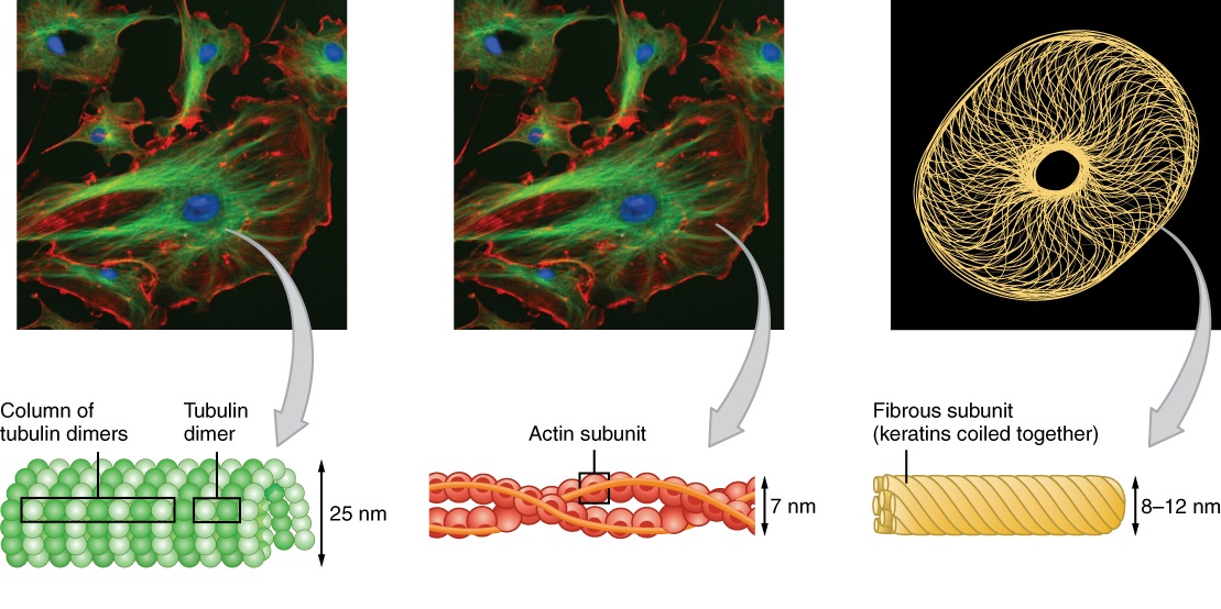 Centriole and cytoskeleton — lesson. Science CBSE, Class 9.