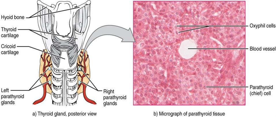 Parathyroid gland and Thymus — lesson. Science CBSE, Class 10.