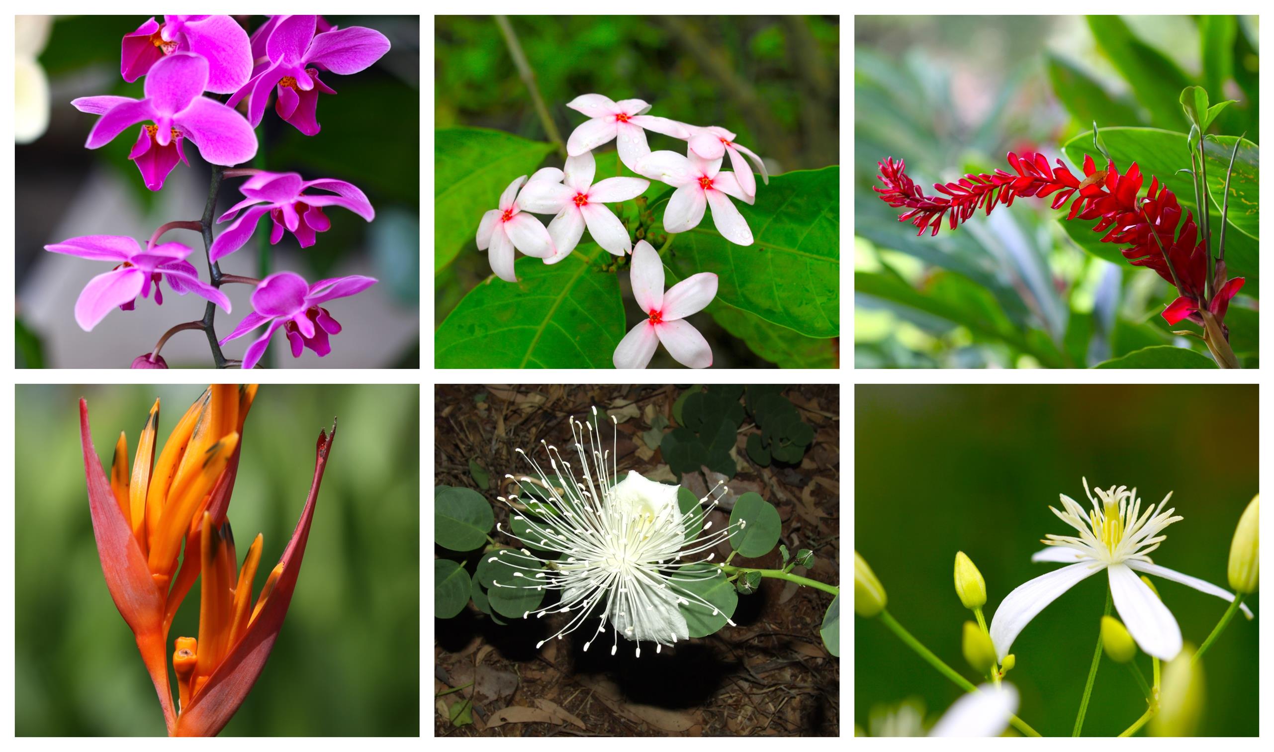 An introduction to Plant kingdom — lesson. Science State Board, Class 8.