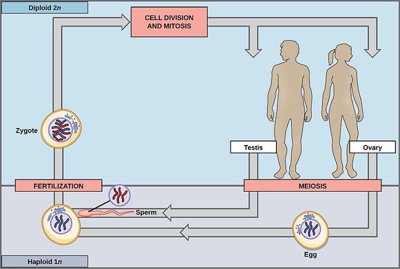 Accumulation Of Variations During Sexual Reproduction — Lesson Science Cbse Class 10