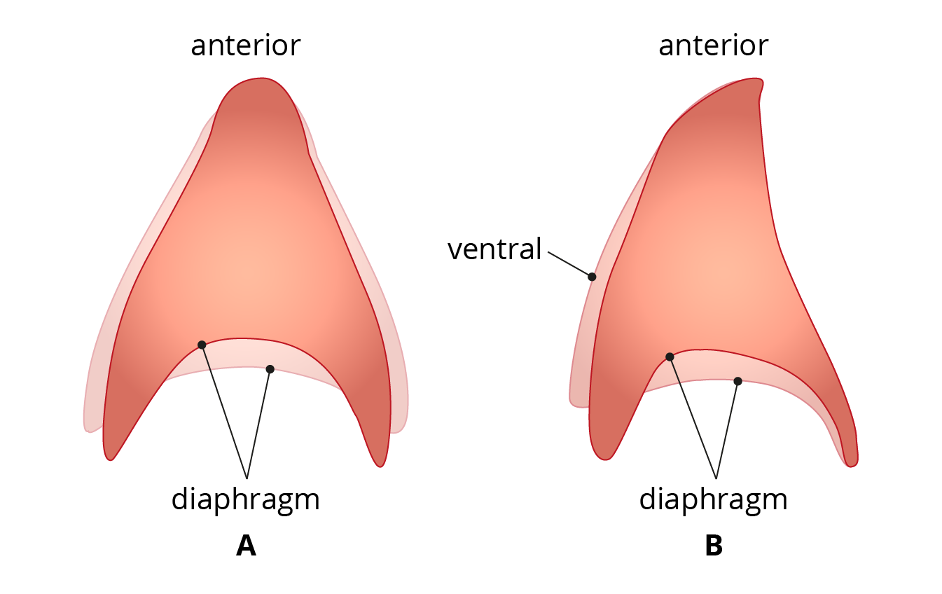 Respiratory system of rabbit — lesson. Science State Board, Class 10.