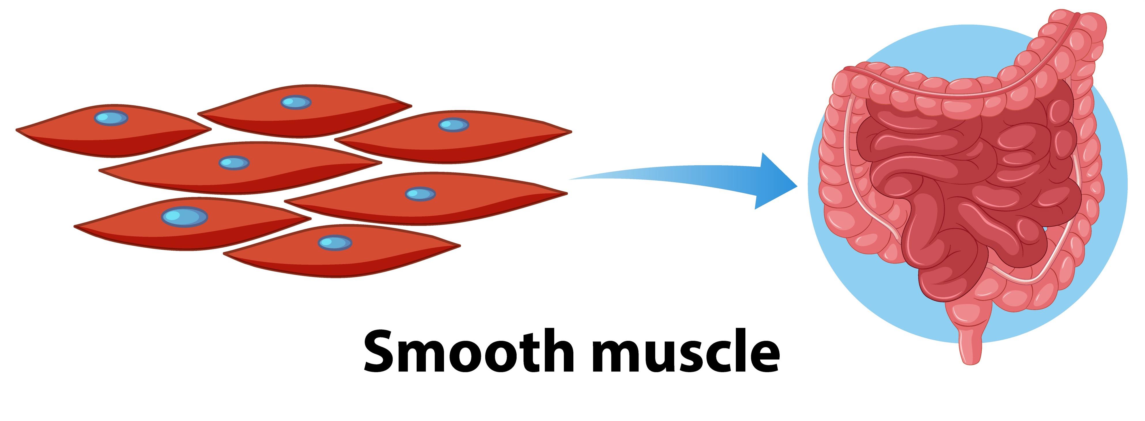 Muscular system — lesson. Science State Board, Class 6.