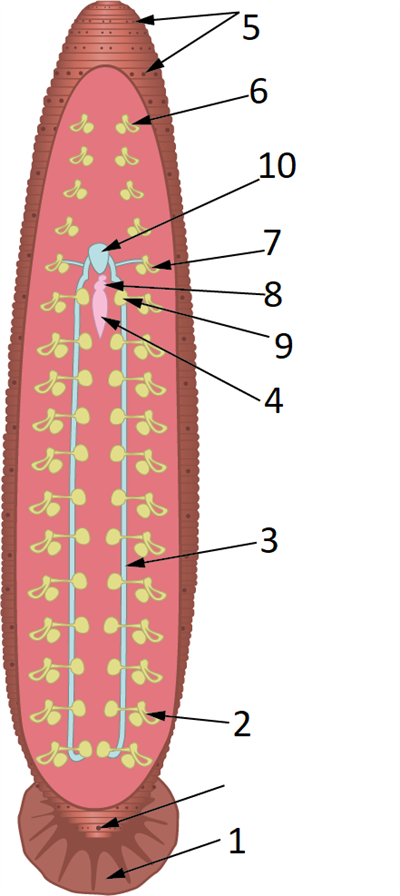 Reproductive system and external characters of leech — task. Science ...