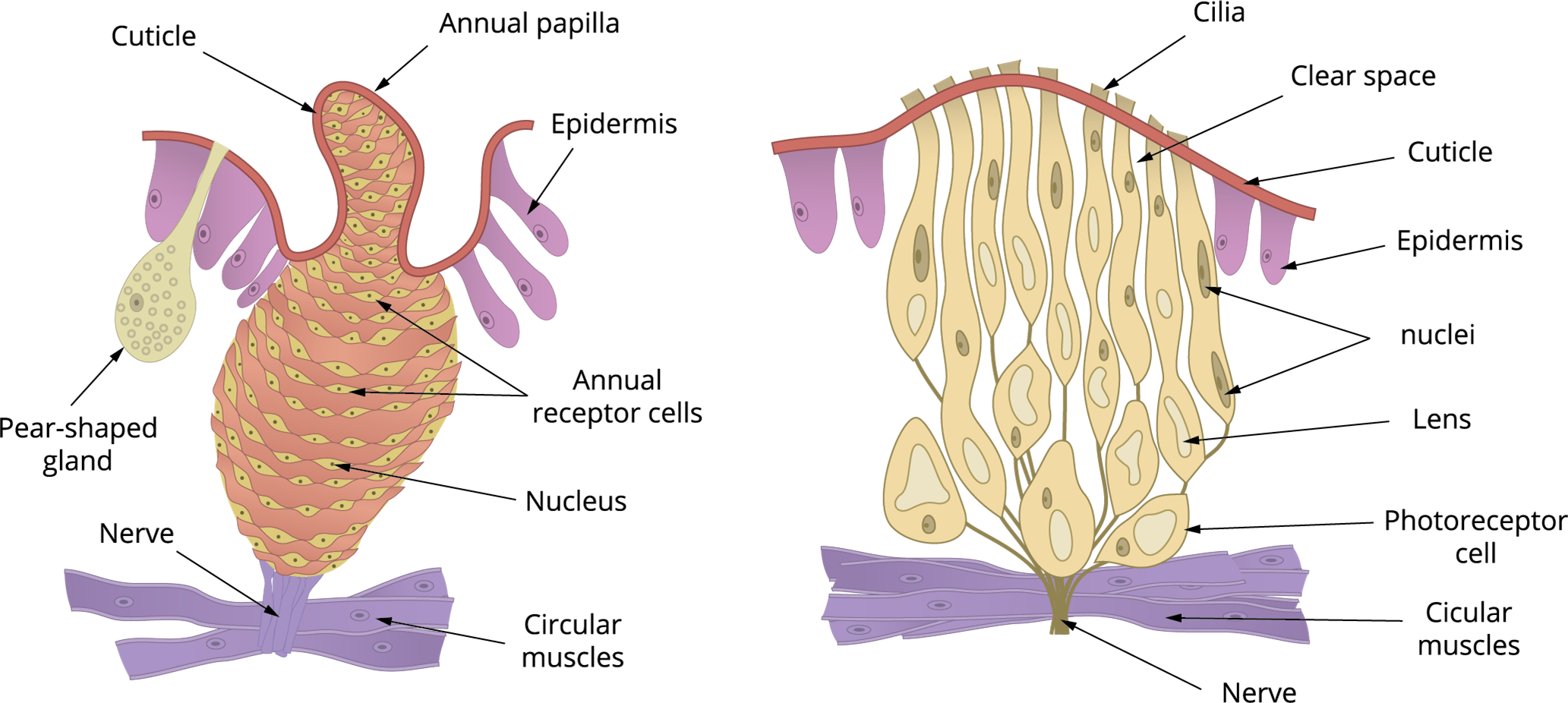 External morphology of leech — lesson. Science State Board, Class 10.