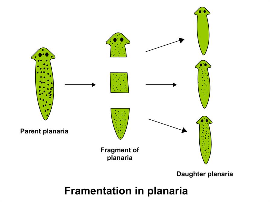 What are life processes — lesson. Science CBSE, Class 10.