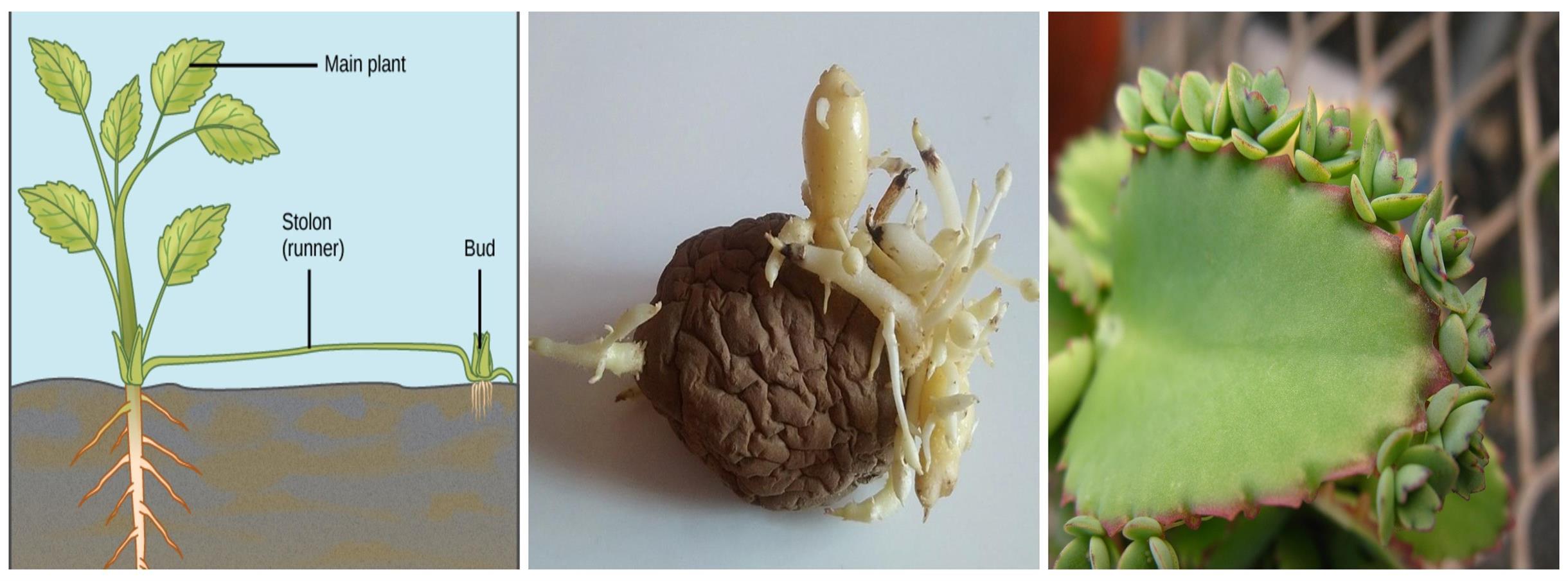 An introduction to reproduction in plants — lesson. Science State Board ...