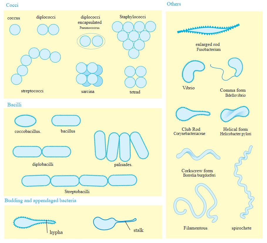 Bacteria And Their Types — Lesson Science State Board Class 9