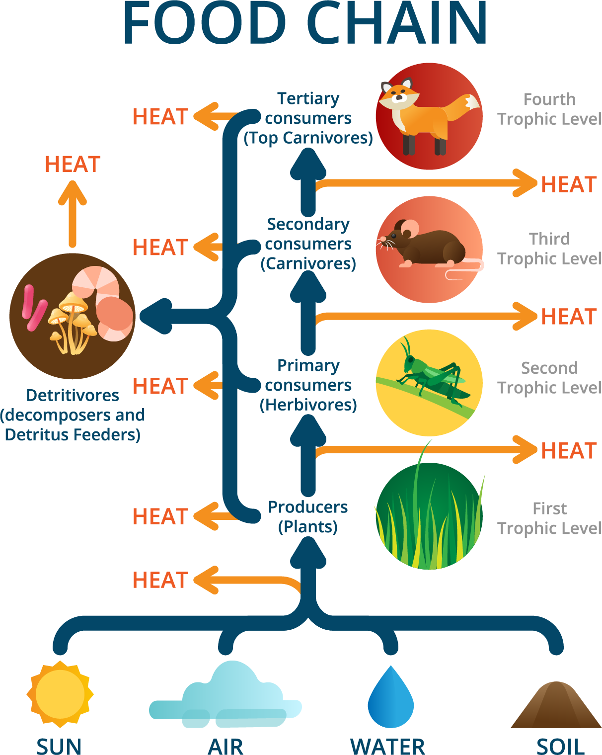 Energy flow in the ecosystem — lesson. Science CBSE, Class 10.