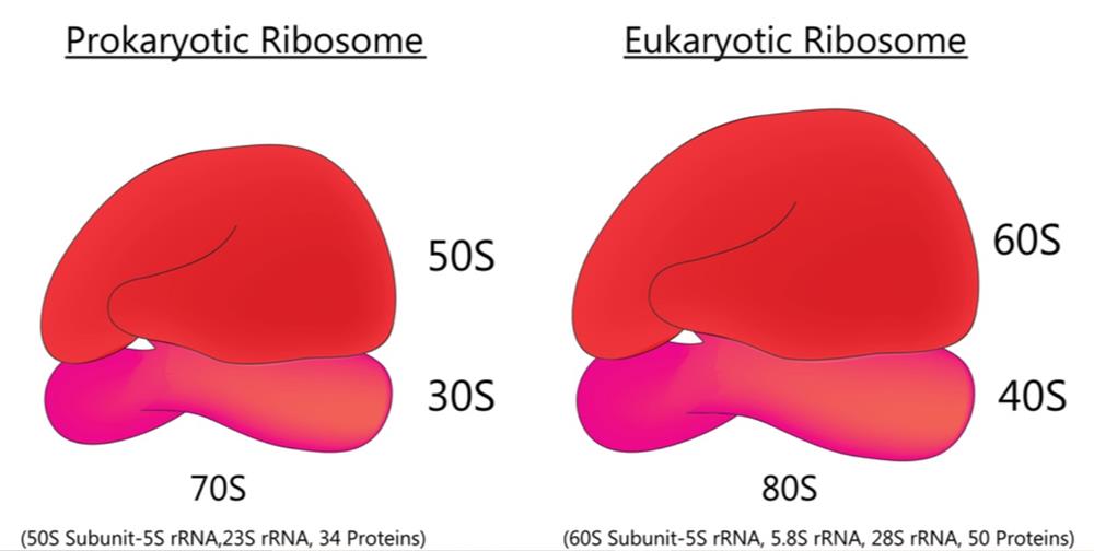 Ribosomes — lesson. Science CBSE, Class 9.
