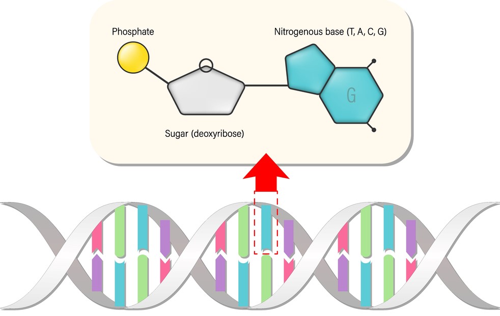 Structure and composition of DNA molecule — lesson. Science State Board ...