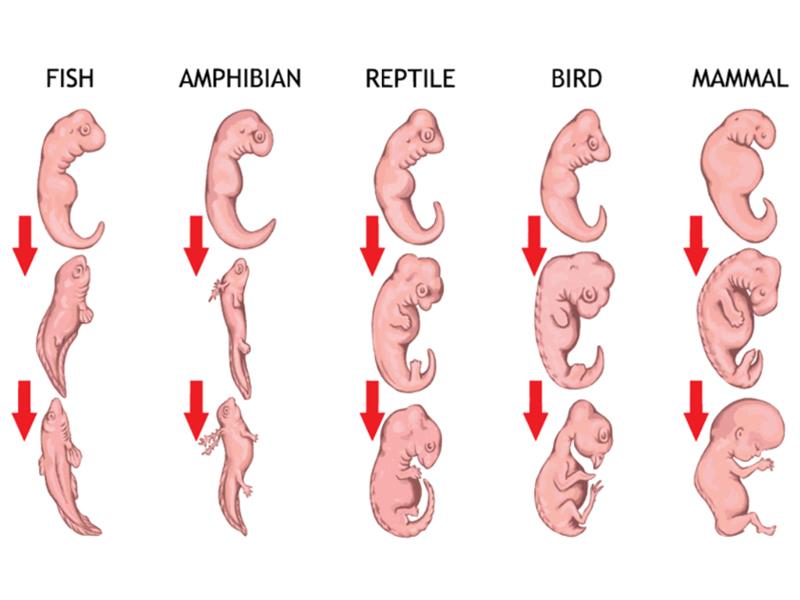 Evidences from embryology and palaeontology — lesson. Science State ...