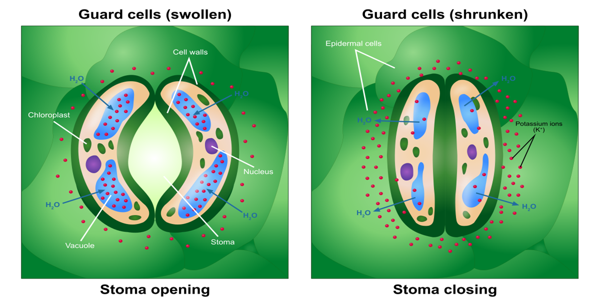 Excretion in plants — lesson. Science CBSE, Class 10.