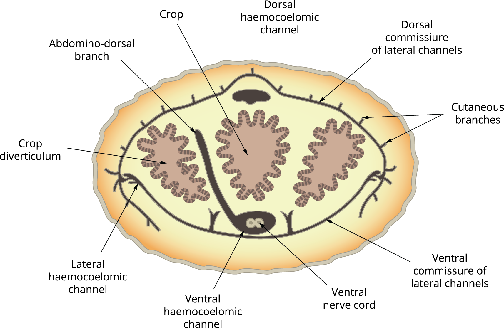 Organ systems of leech — lesson. Science State Board, Class 10.