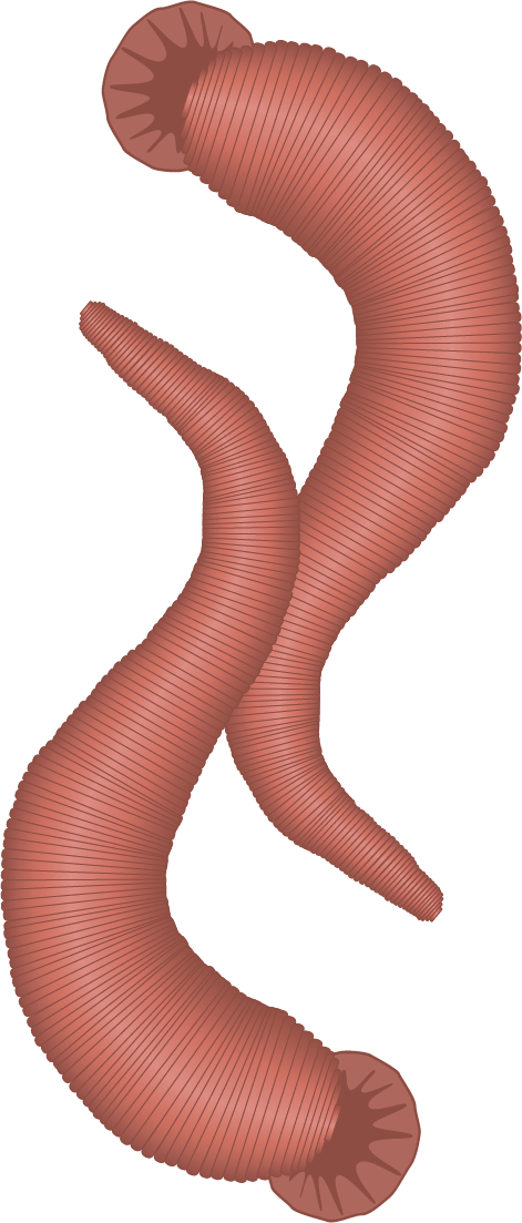 Reproductive system — lesson. Science State Board, Class 10.