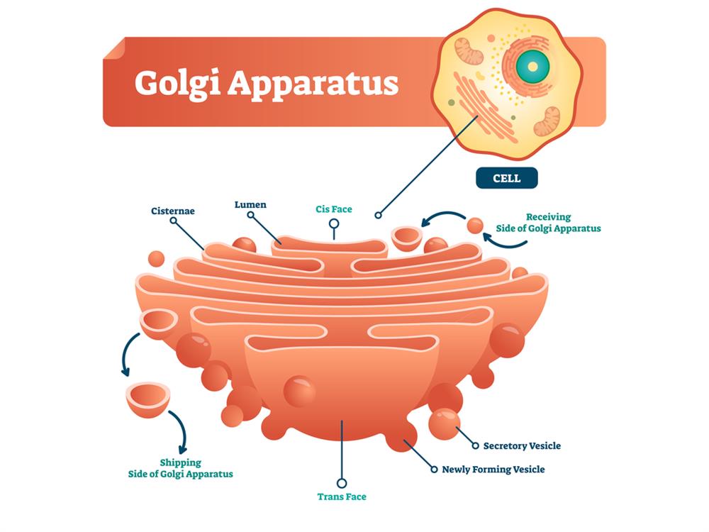 Golgi apparatus — lesson. Science CBSE, Class 9.