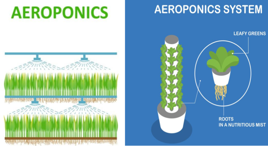 Hydroponics and aeroponics — lesson. Science State Board, Class 9.
