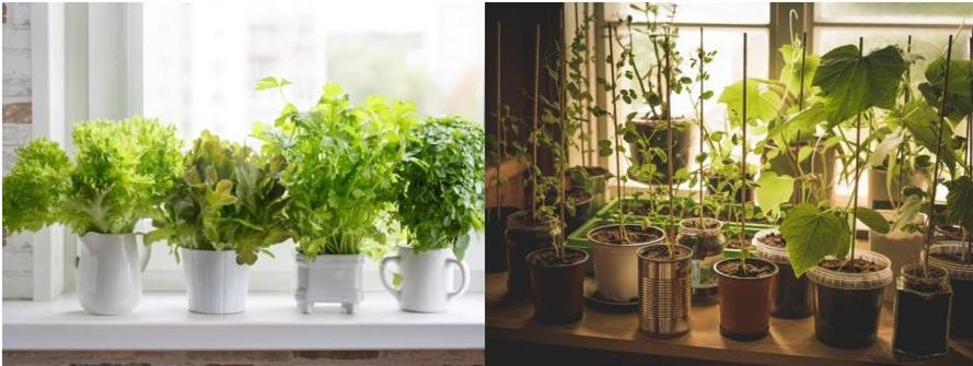 Olericulture or vegetable farming — lesson. Science State Board, Class 9.