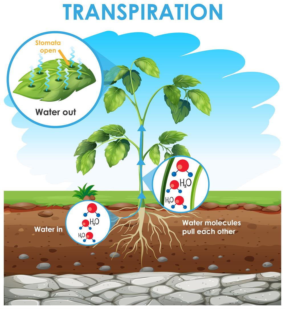 Mechanism of water transportation in plants — lesson. Science CBSE ...