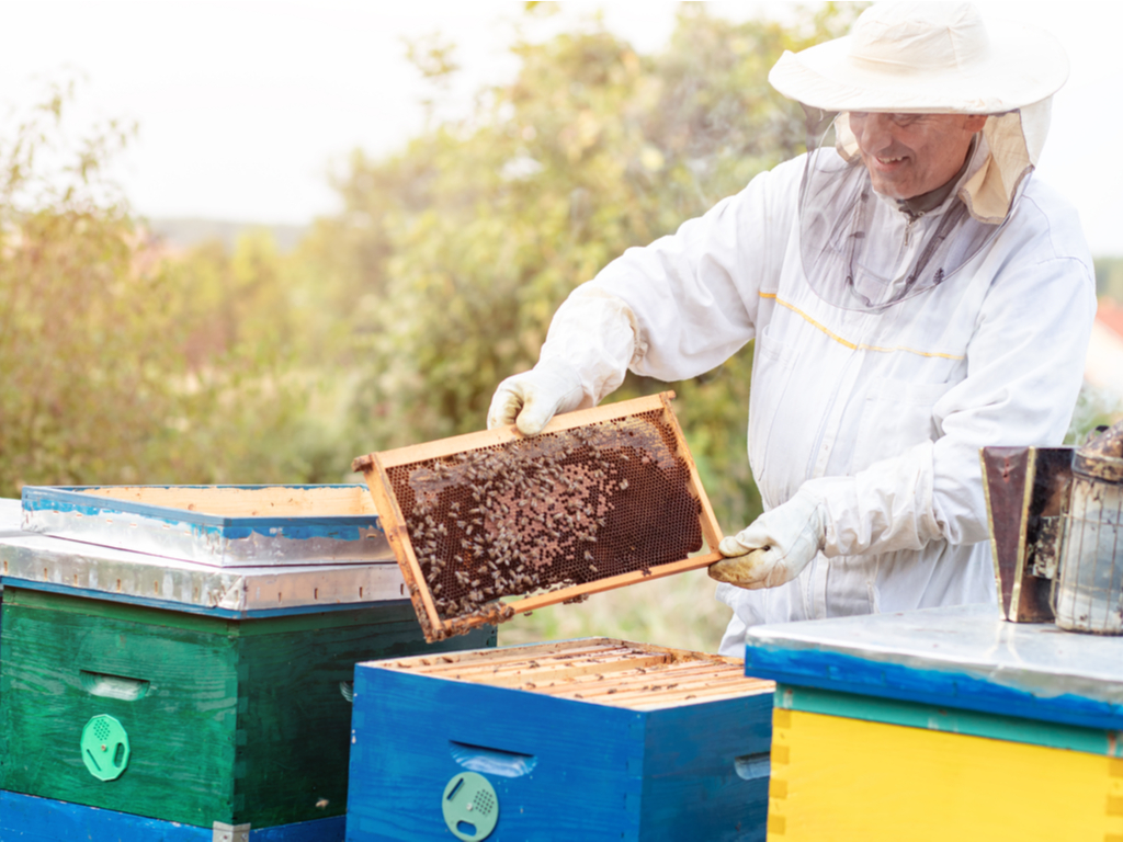 Apiculture or Bee-keeping — lesson. Science CBSE, Class 9.