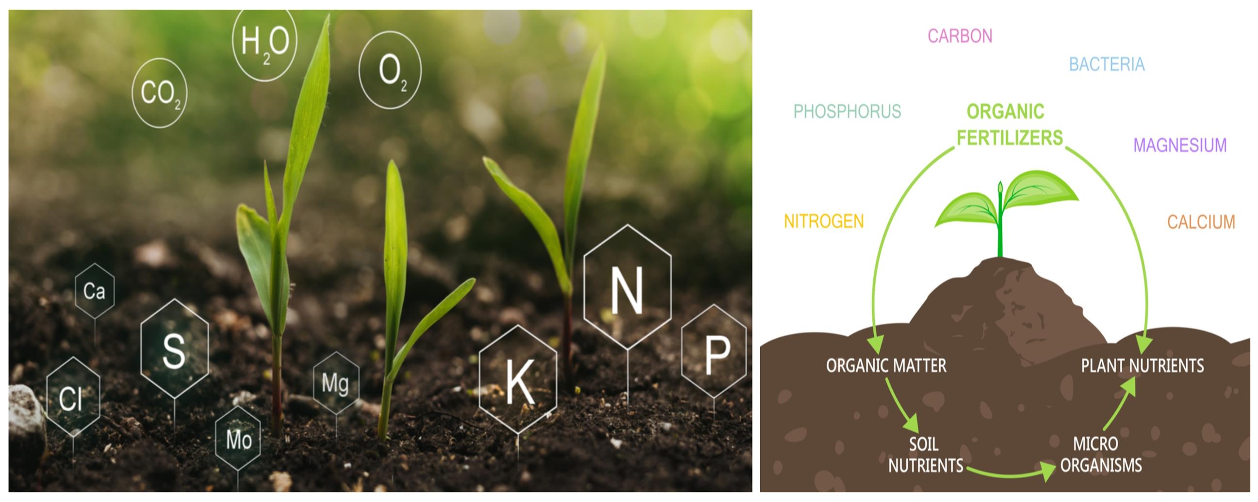 Types of nutrients — lesson. Science CBSE, Class 7.