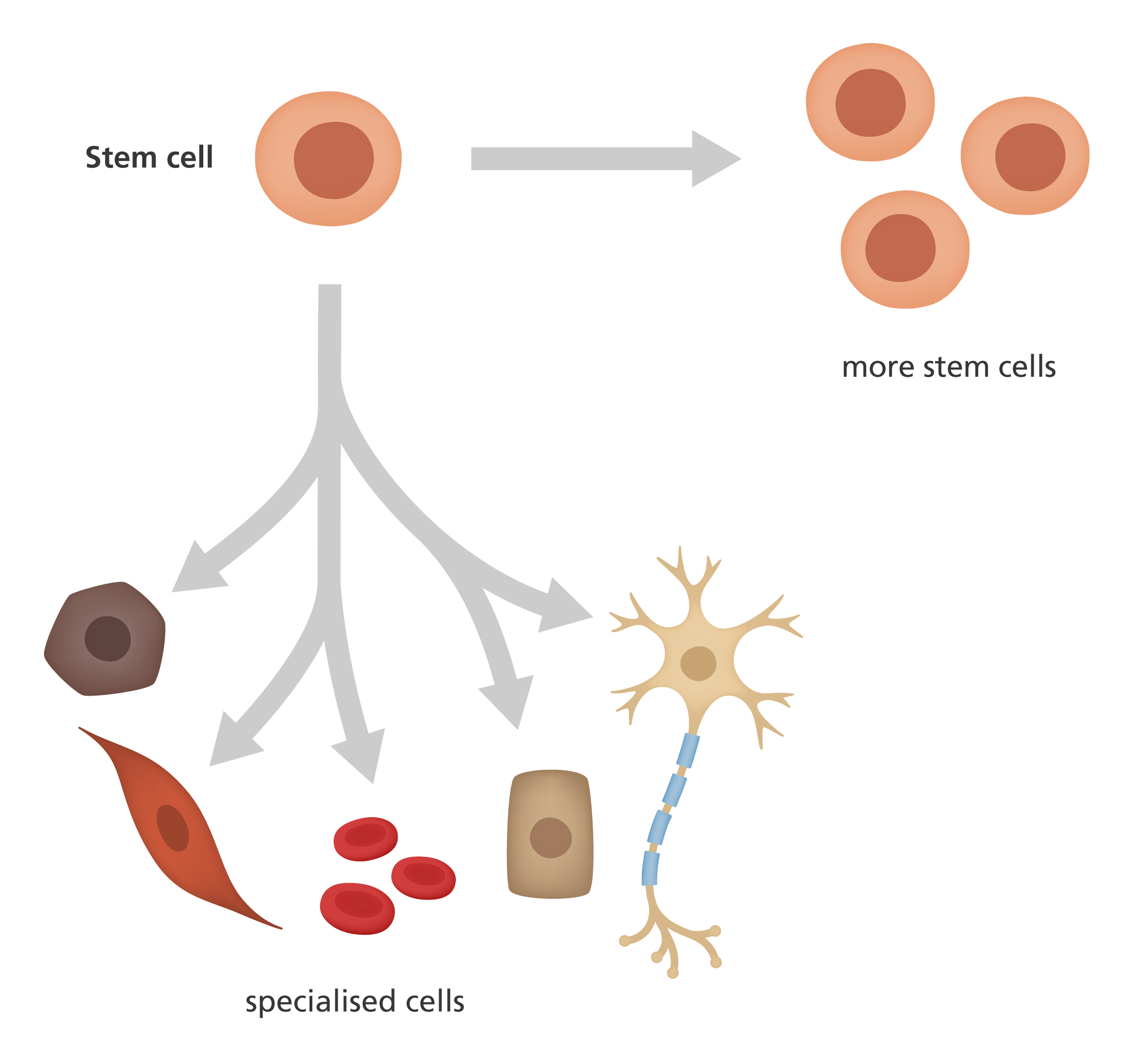 Stem Cells Lesson Science State Board Class 10 