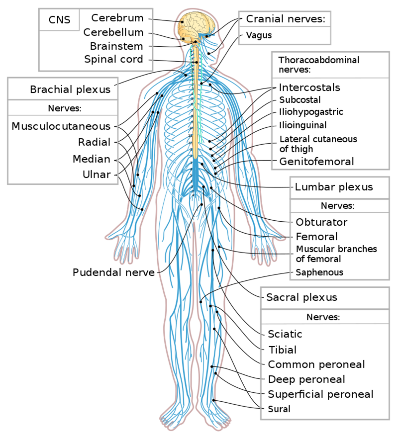 Classification of nervous system - CNS and PNS — lesson. Science CBSE ...