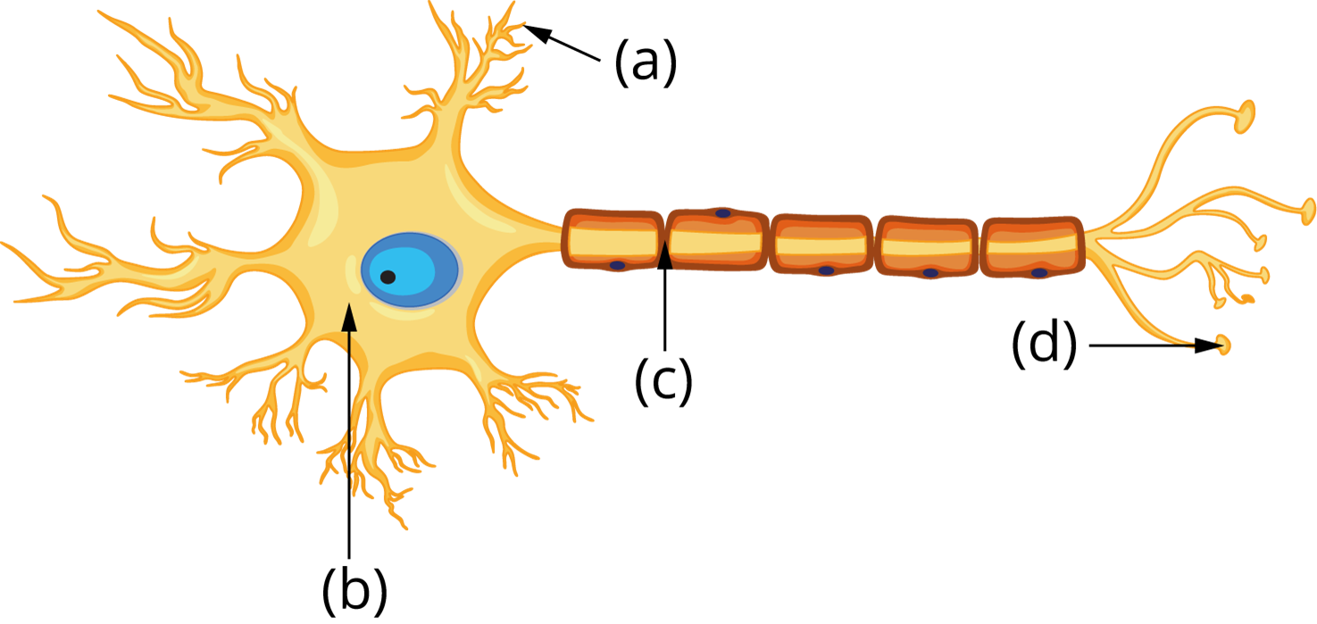 Short answer questions V — task. Science CBSE, Class 10.
