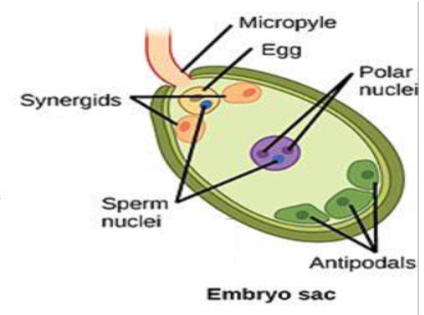 The process of fertilization in plants — task. Science State Board ...