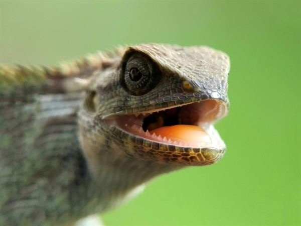 Adaptations in lizards — lesson. Science State Board, Class 6.