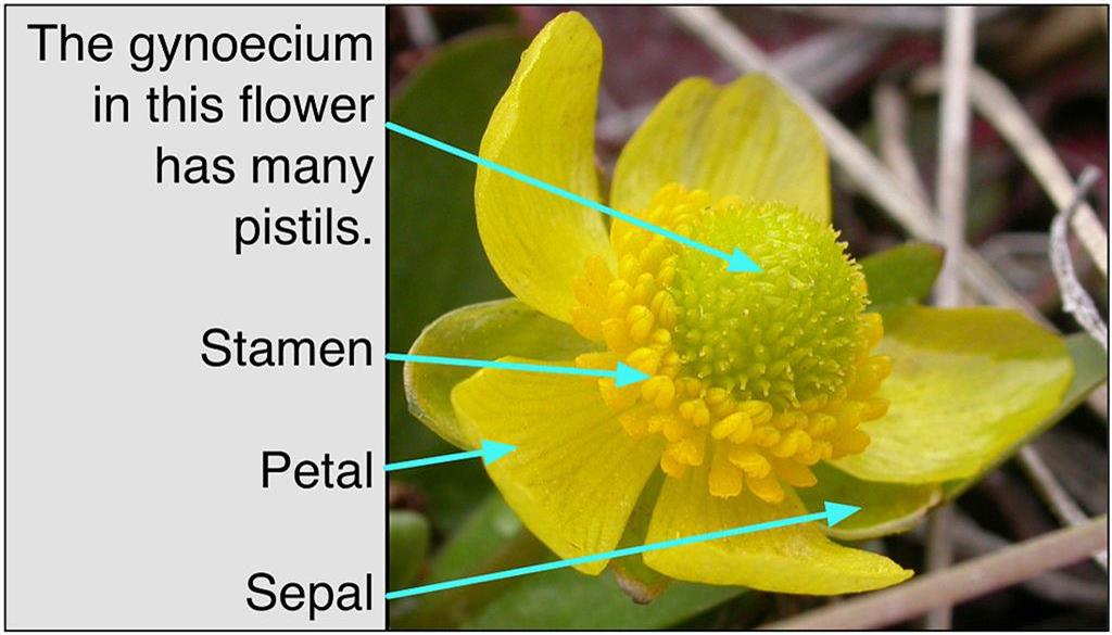 Gynoecium and formation of embryo sac — lesson. Science CBSE, Class 10.