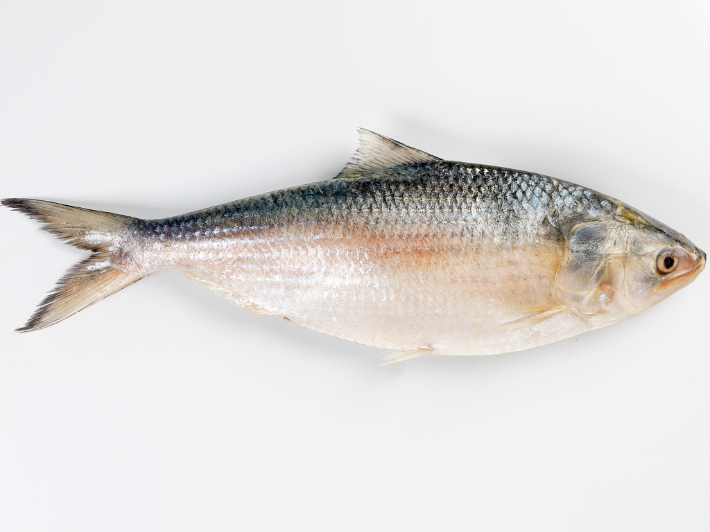 Production of fish — lesson. Science CBSE, Class 9.