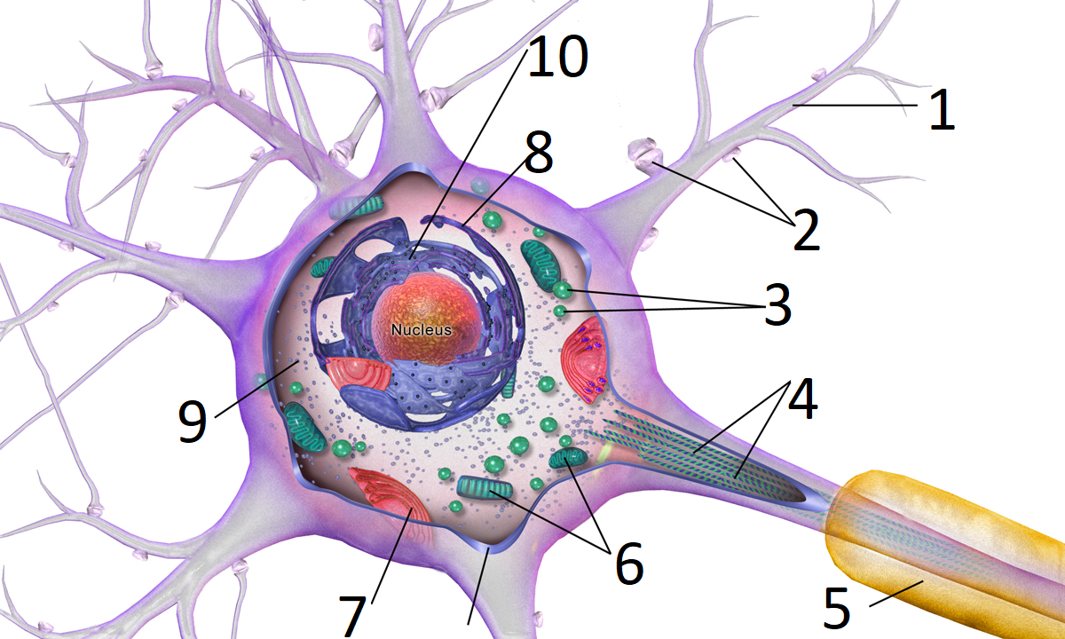 Structure of neuron and chemical synapse — task. Science CBSE, Class 10.